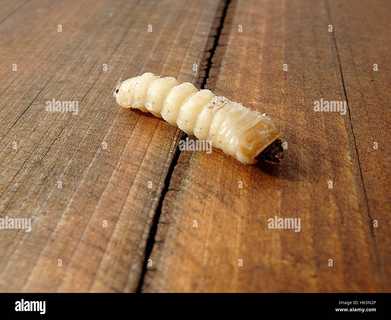 White larvae hi-res stock photography and images - Alamy