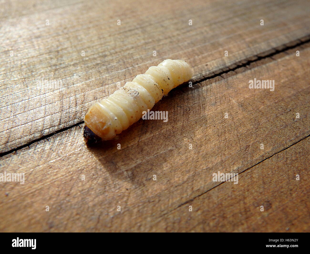 white larvae, larvae beetle ,Sickening animal Stock Photo - Alamy