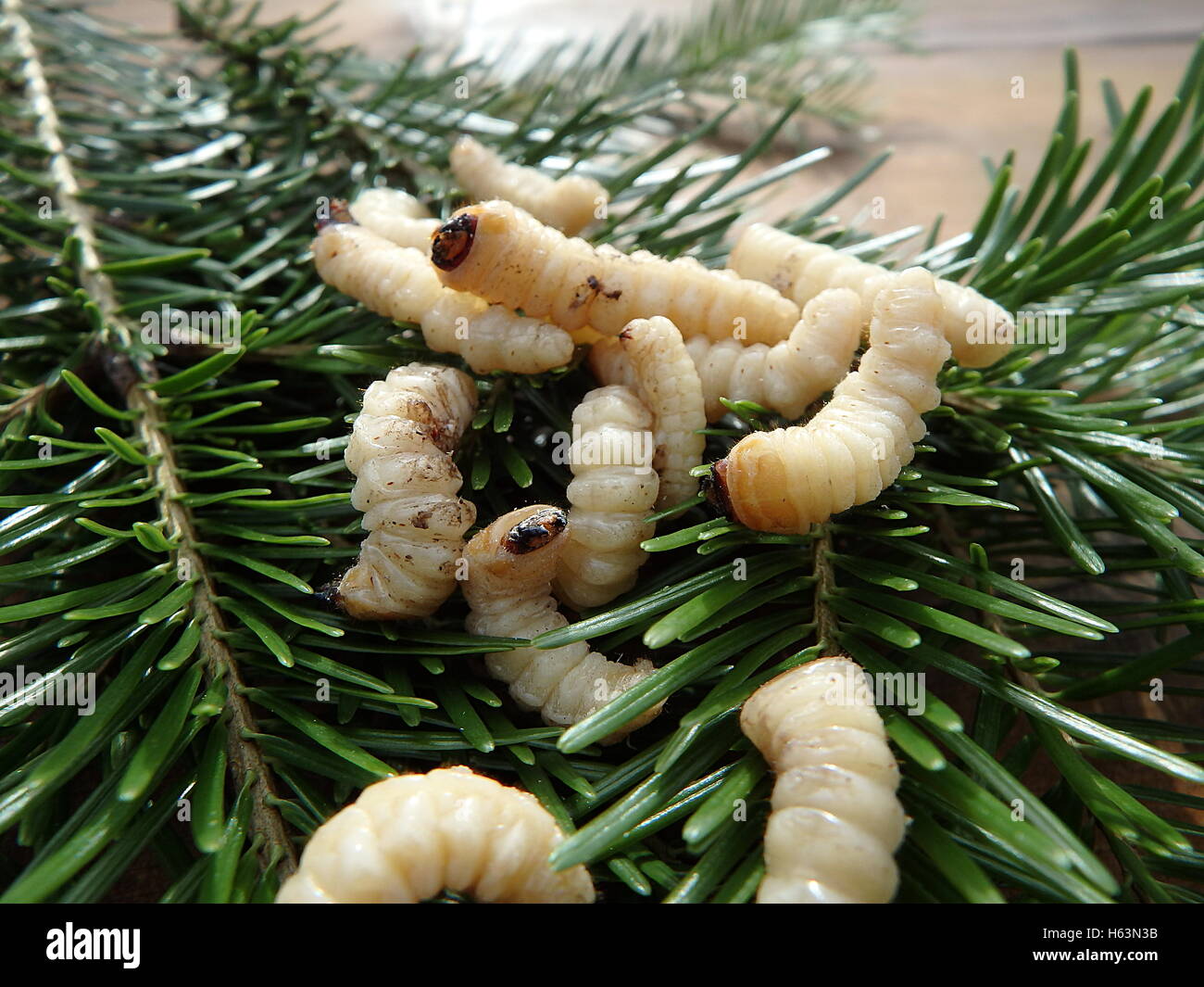 white larvae, larvae beetle ,Sickening animal Stock Photo - Alamy