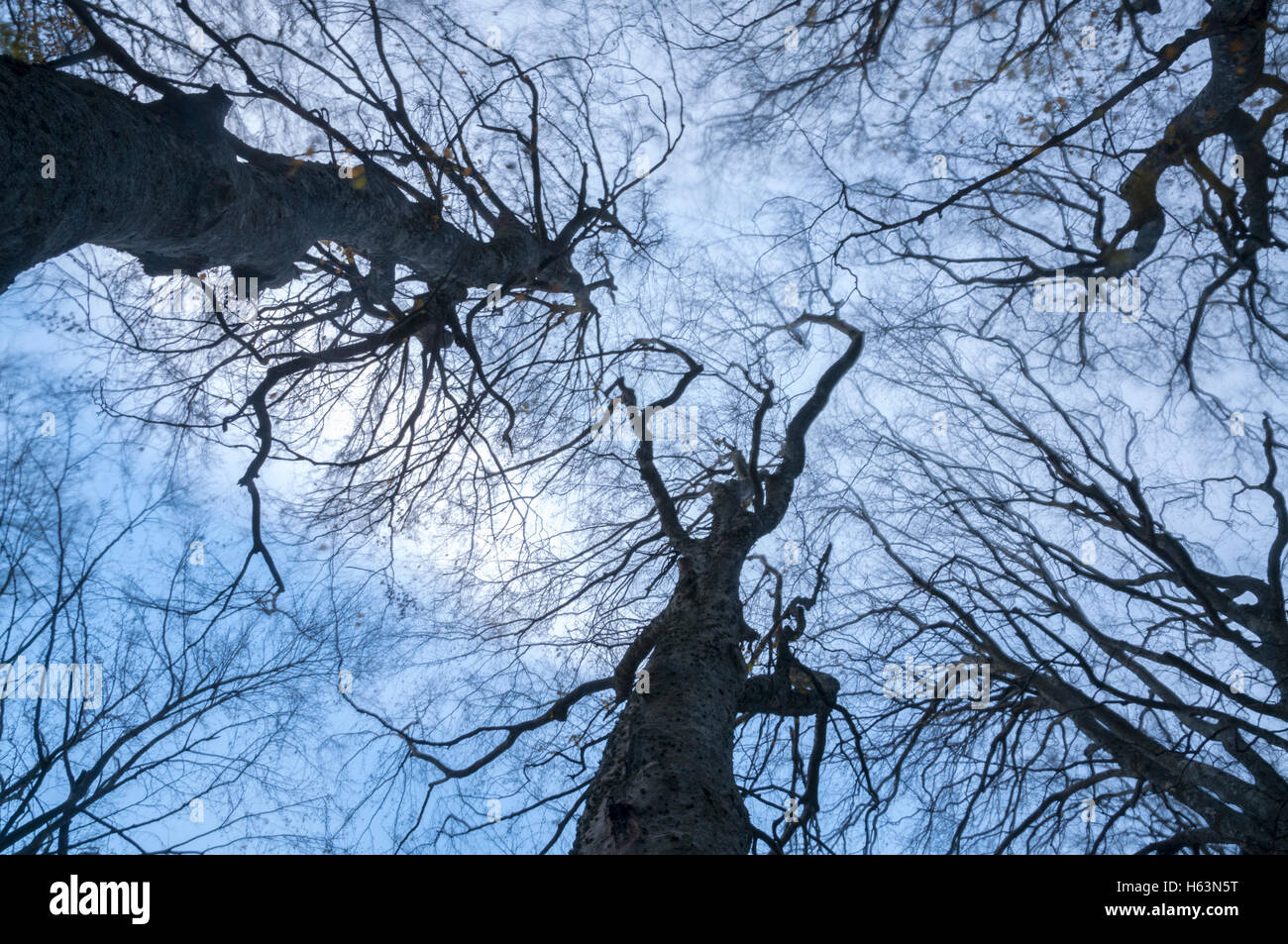trees photographed from below against the sky Stock Photo - Alamy