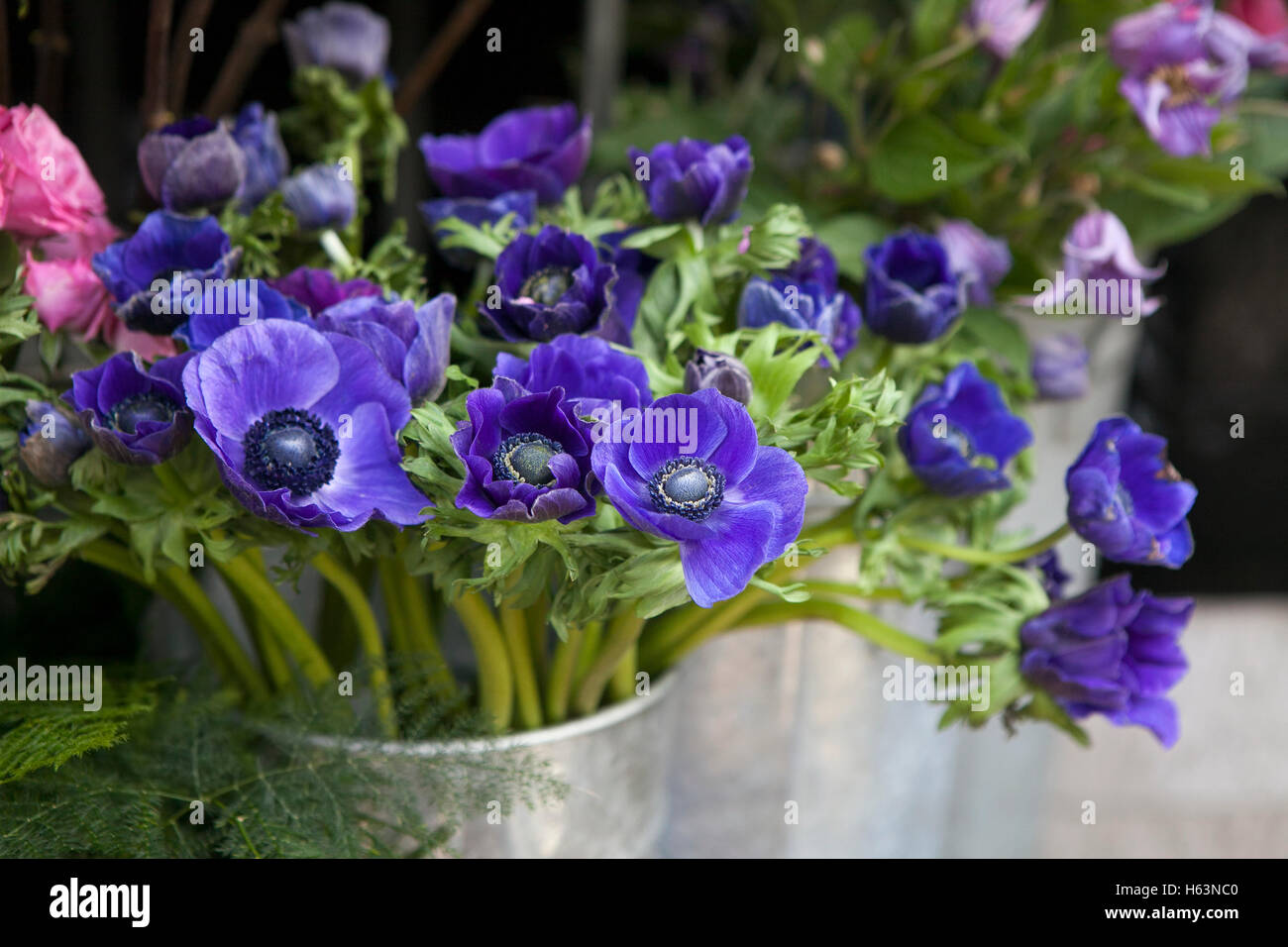 Red and blue spring flower arrangement: anemones, ranoncullus and Stock ...