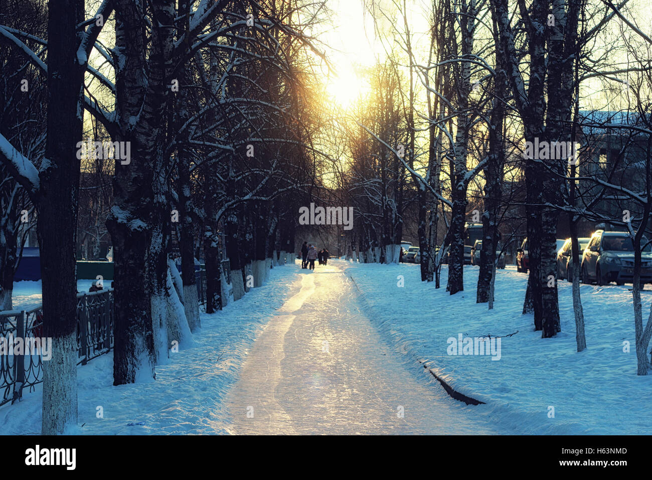 Alley trees walkway winter Stock Photo - Alamy