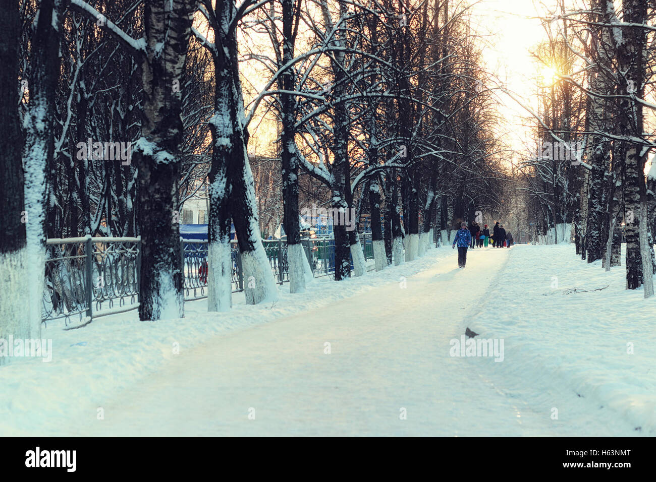 Alley trees walkway winter Stock Photo - Alamy
