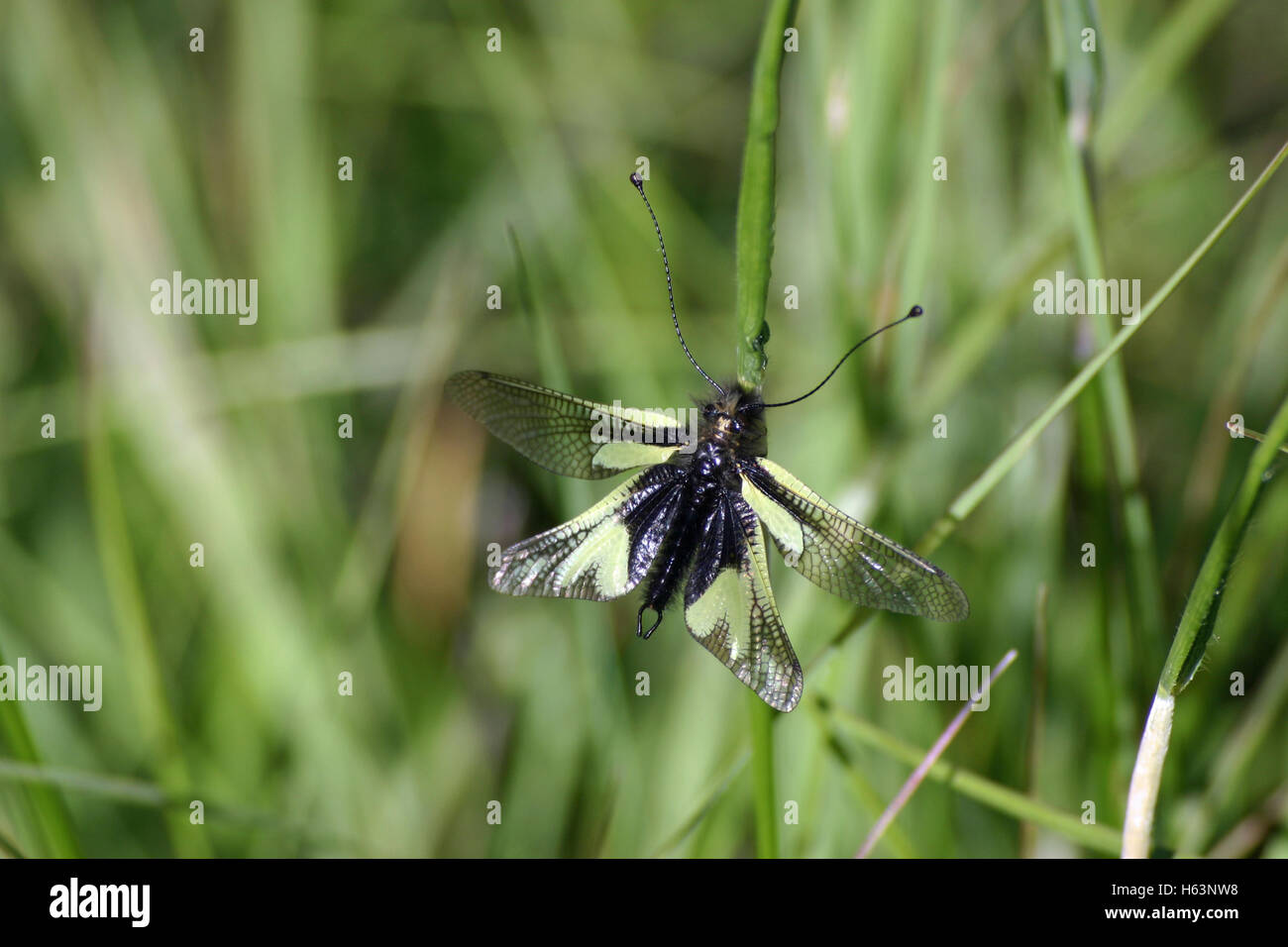 Adult Libelloides lacewing Stock Photo - Alamy