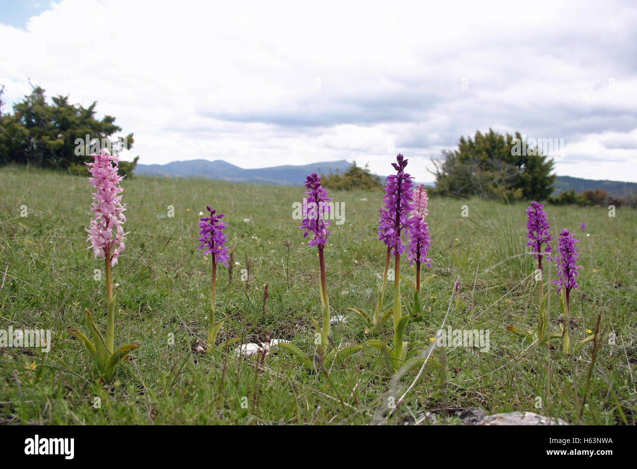 Alpine orchids hi-res stock photography and images - Alamy