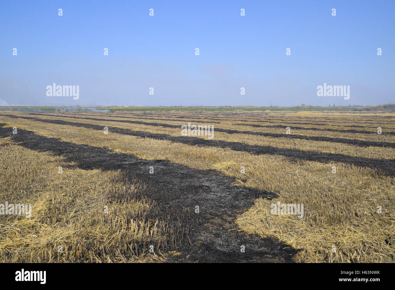 burning track in paddy field Stock Photo - Alamy