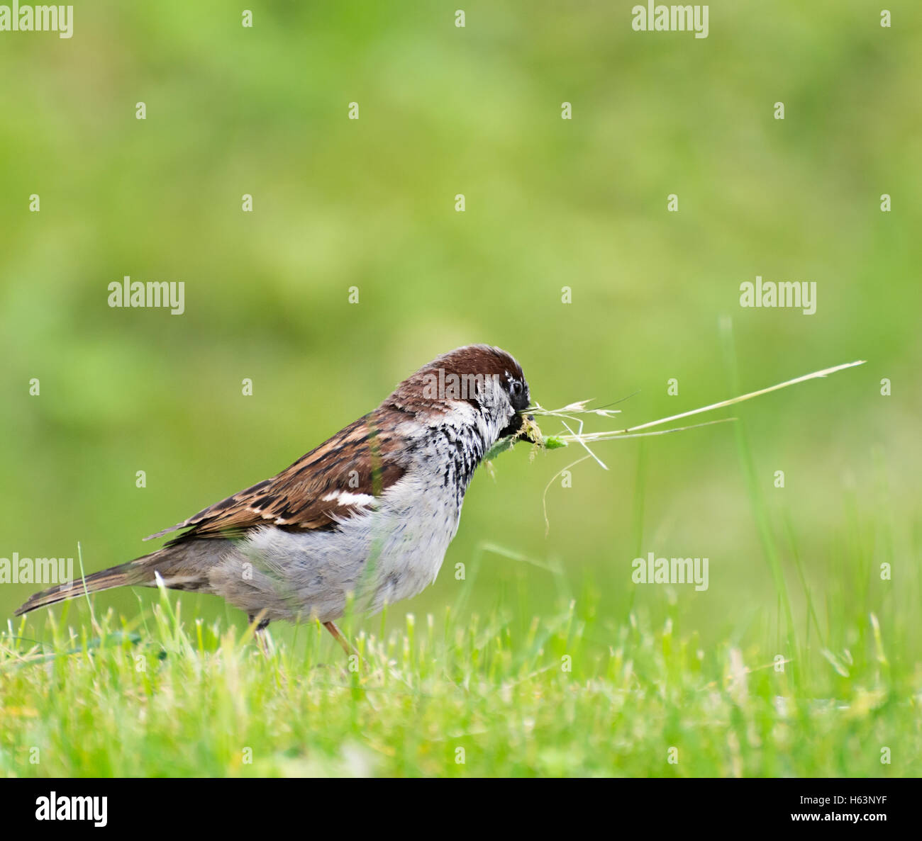 Reed sparrow hi-res stock photography and images - Alamy