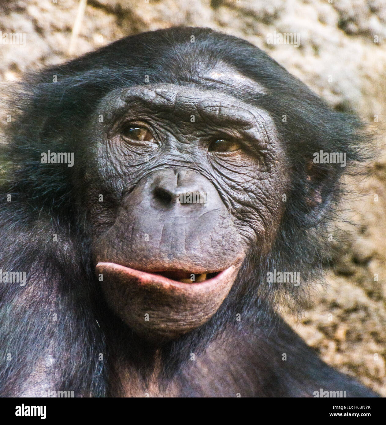 Close up portrait of chimpanzee Pan troglodytes resting in the jungle ...