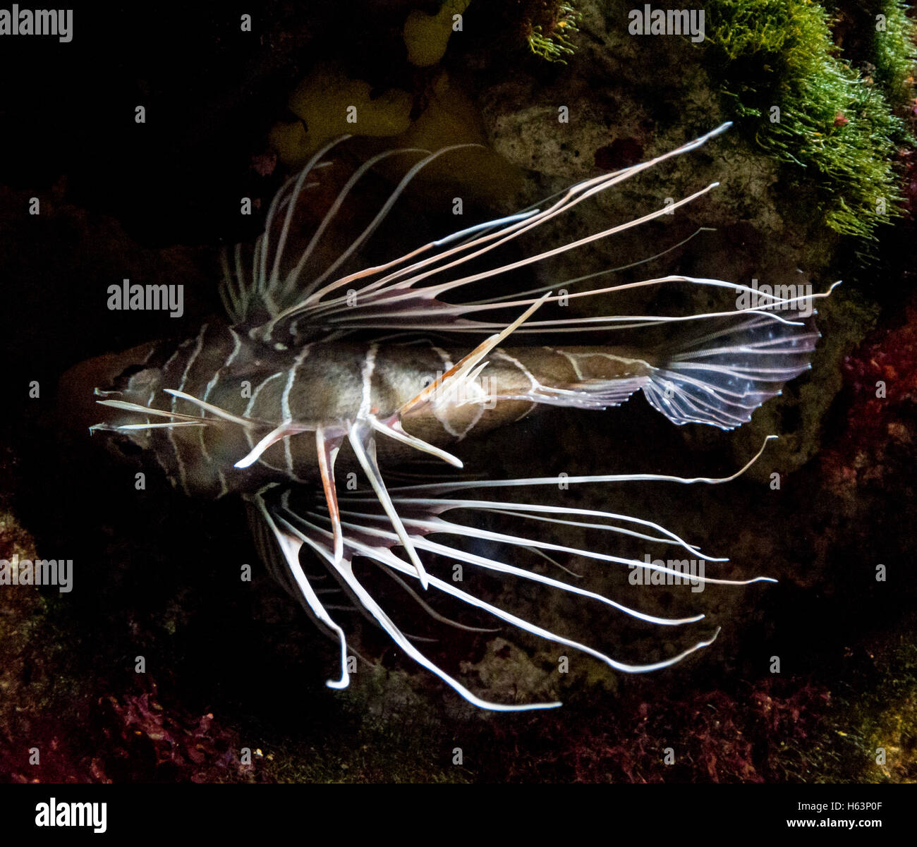 Pterois mombasae. Petrois Volitans. Lionfish. Turkeyfish. Scorpionfish ...