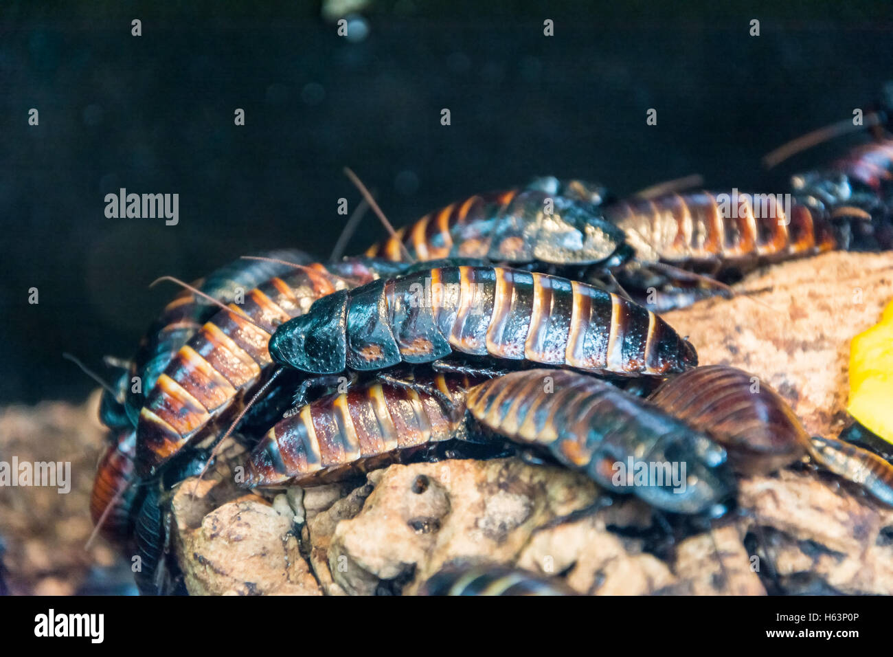 Madagascar hissing cockroach group hi-res stock photography and images ...