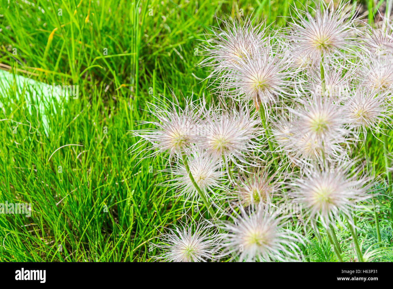 Fluffy wild flowers in the grass Stock Photo - Alamy