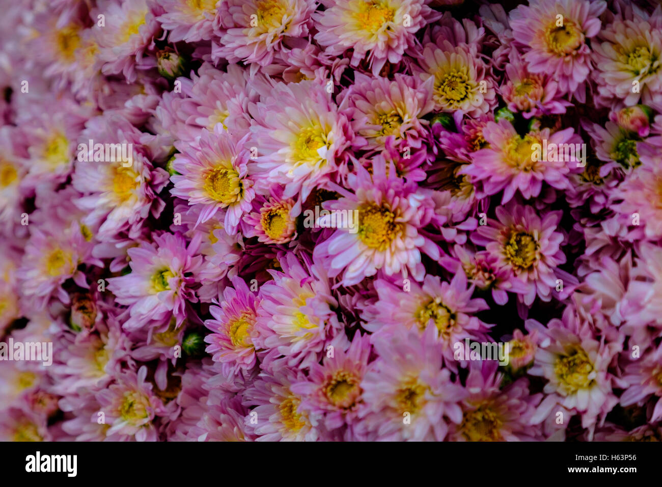 Some flowers in the garden Stock Photo - Alamy