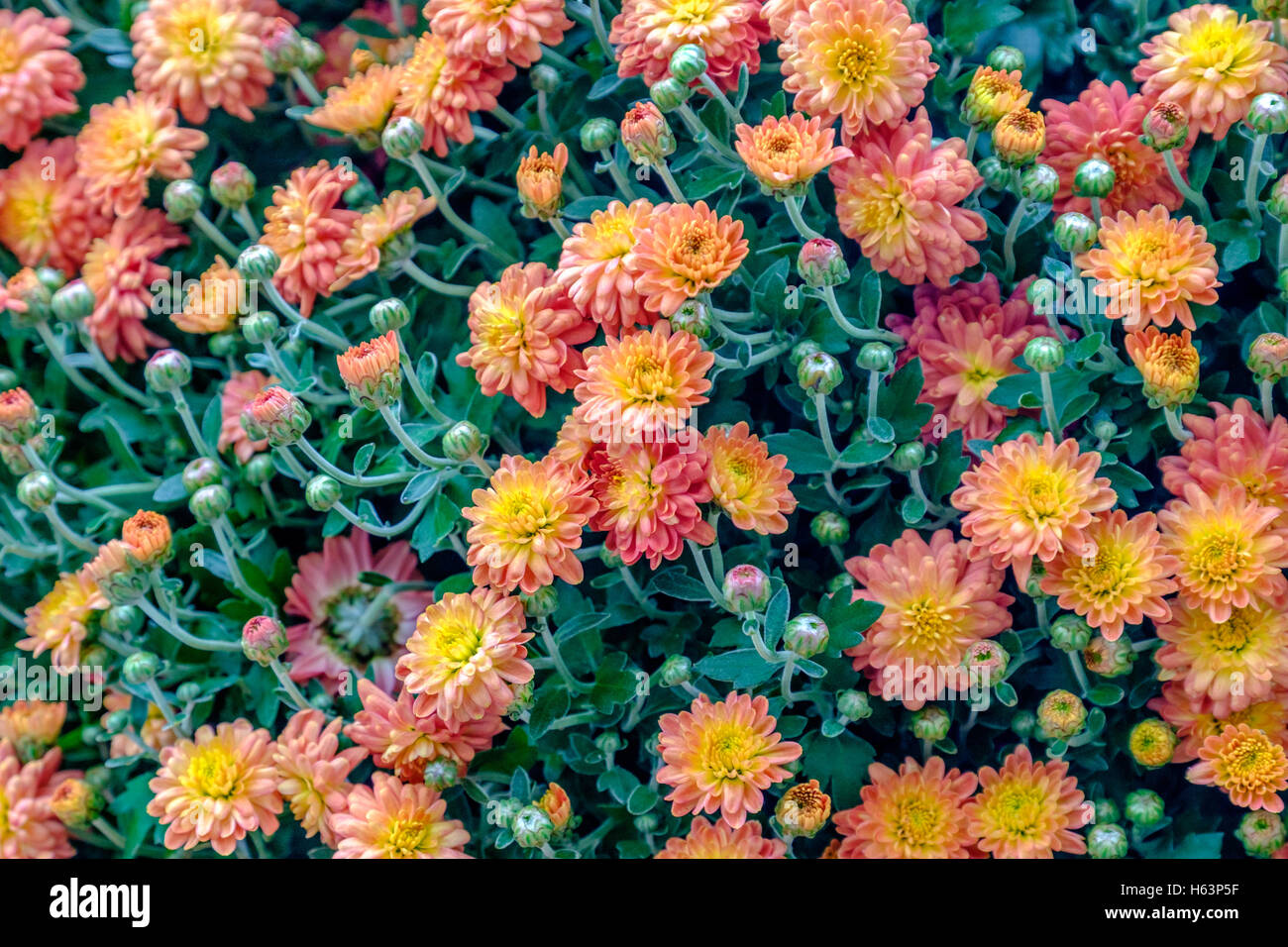 Some flowers in the garden Stock Photo - Alamy
