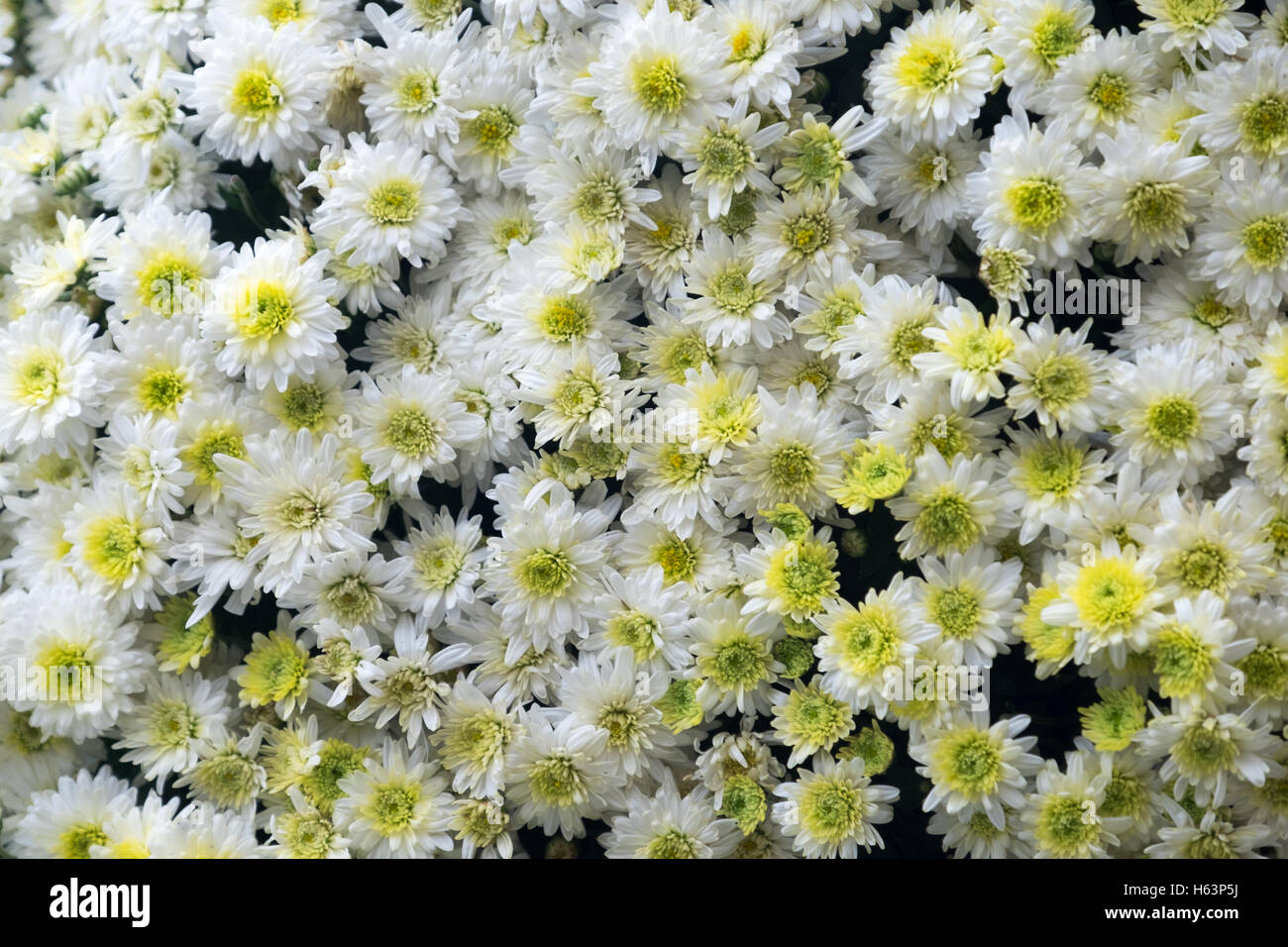 Some flowers in the garden Stock Photo - Alamy