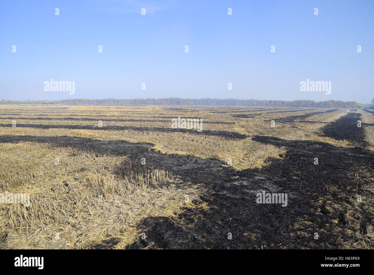 Rice paddy field carbon hi-res stock photography and images - Alamy