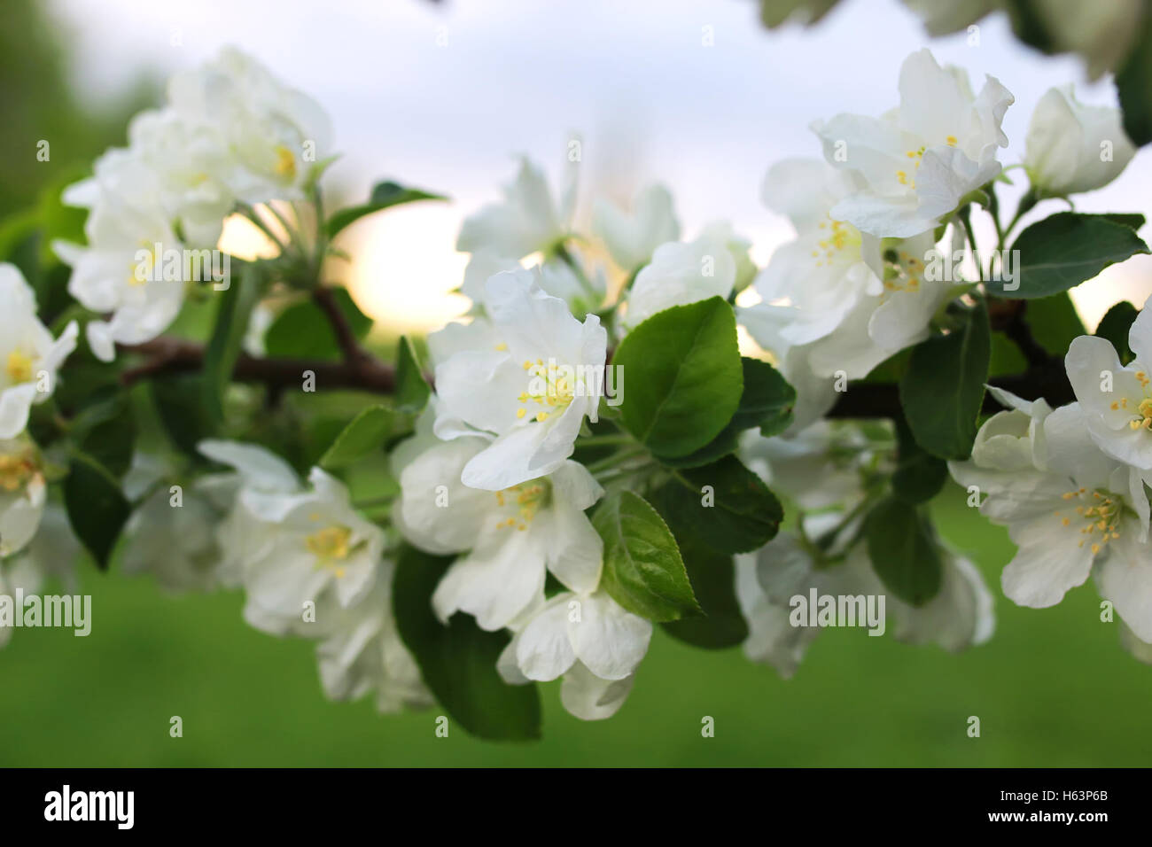 flower apple tree macro Stock Photo - Alamy