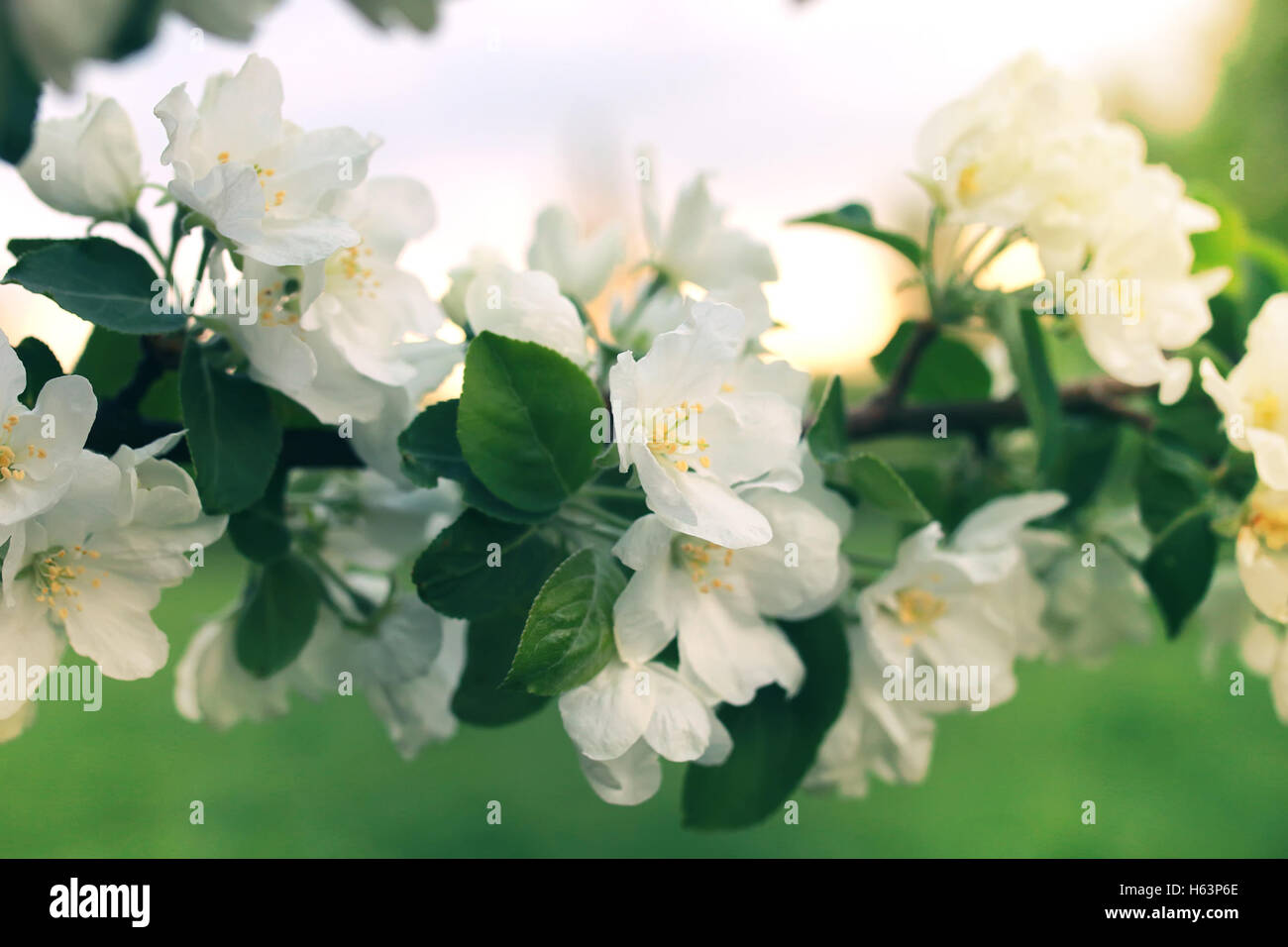 flower apple tree sunset macro Stock Photo - Alamy