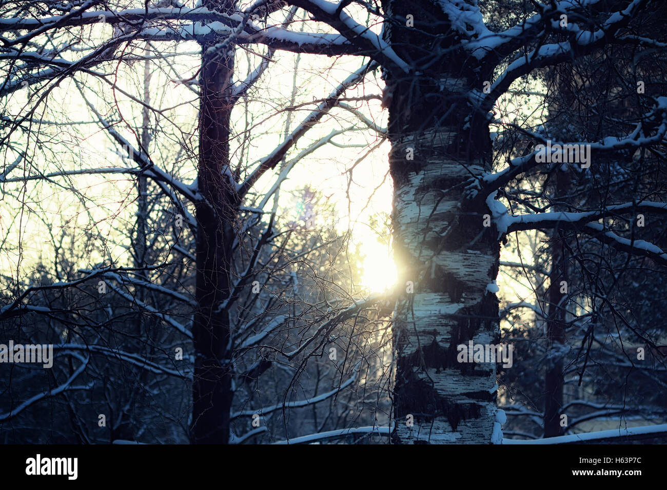 frost on trees the winter Stock Photo - Alamy