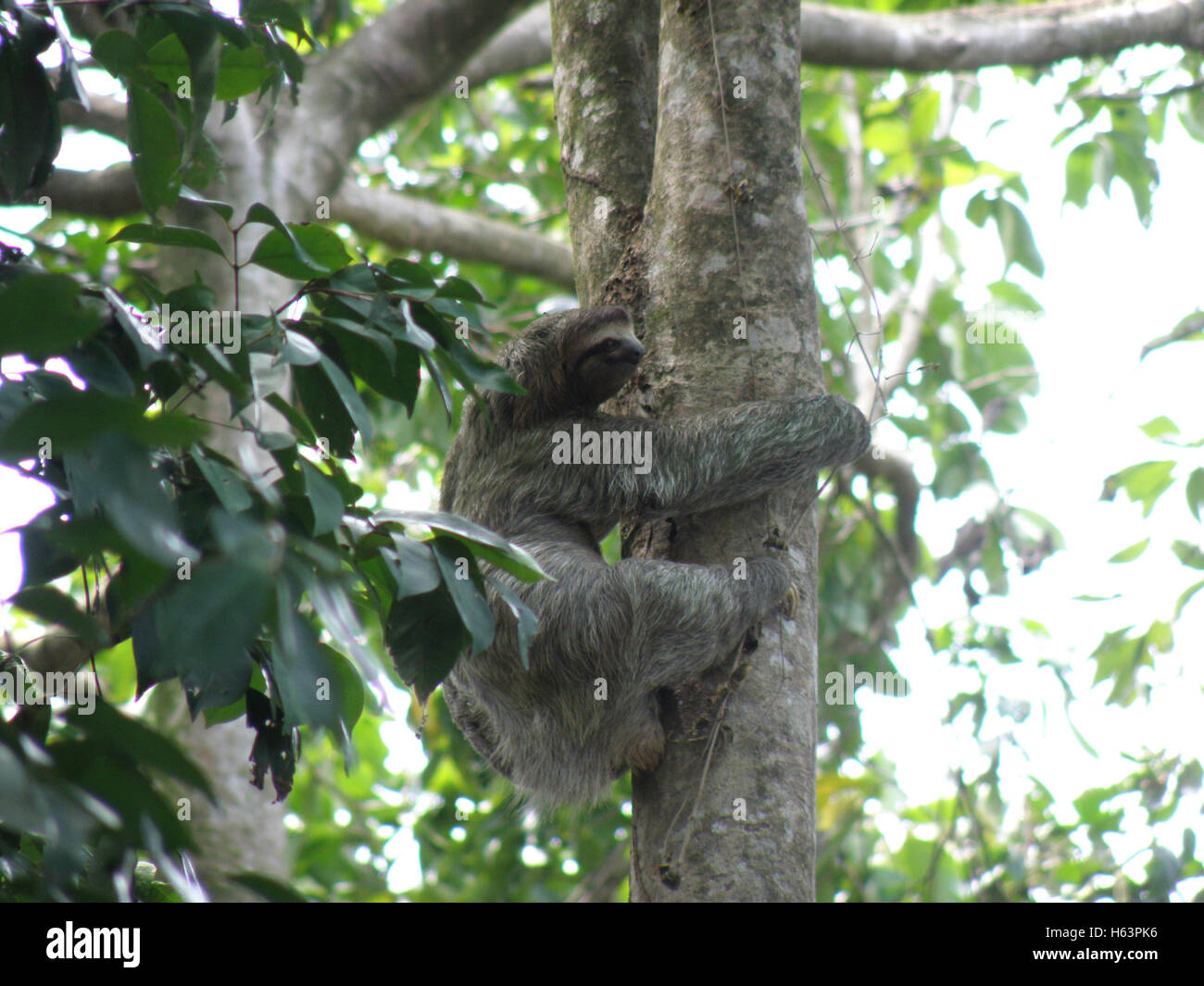 Sloth climbing down a tree in the rain forest in Costa Rica Stock Photo ...