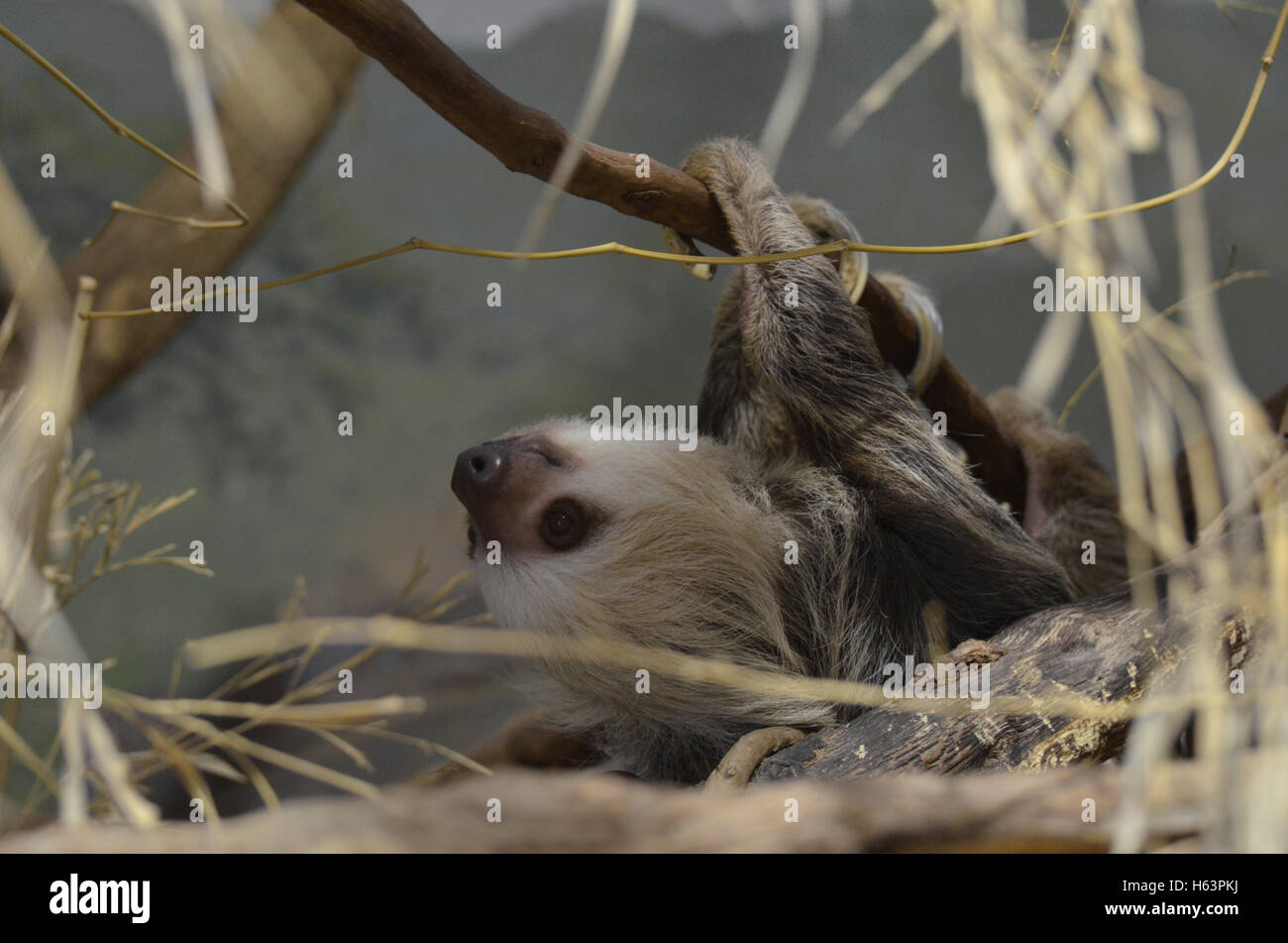 Adorable face of a sloth making his way through the trees Stock Photo ...