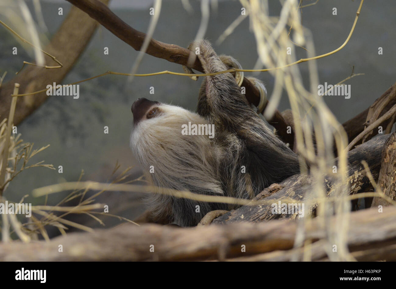 Sloth hanging upside down from a tree branch Stock Photo - Alamy