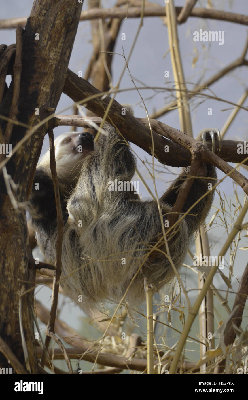Three towed sloth hanging from a three toed sloth Stock Photo - Alamy