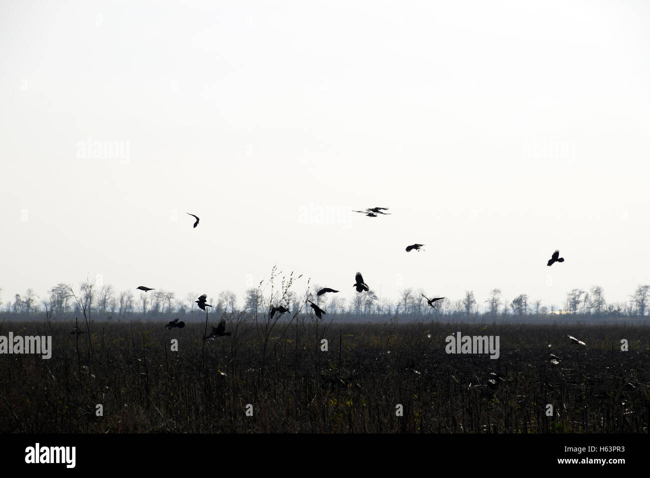 Crows circling above the plowed field in search of worms Stock Photo ...