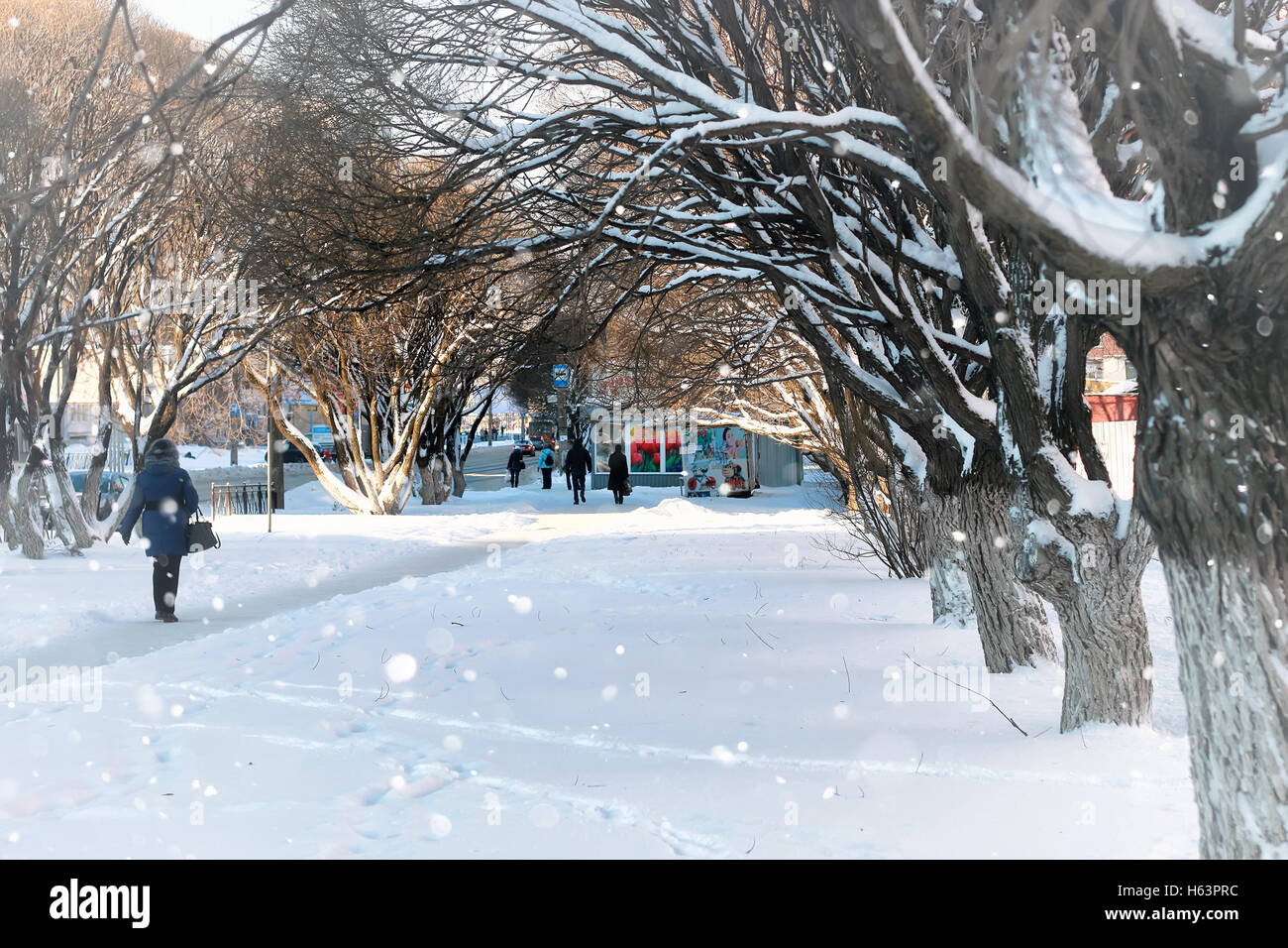 street tree wood pedestrian winter Stock Photo - Alamy