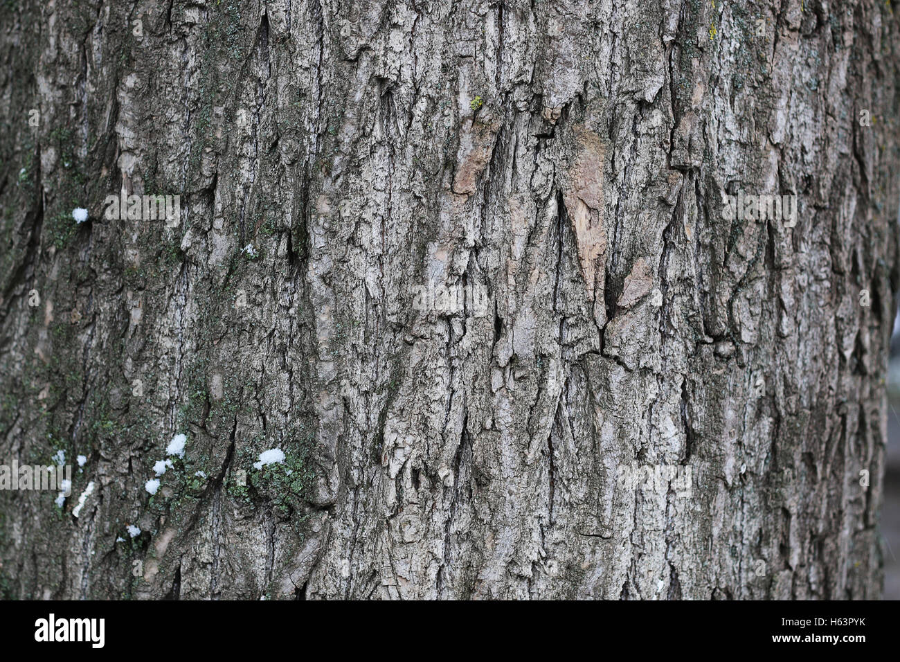 tree bark winter Stock Photo - Alamy