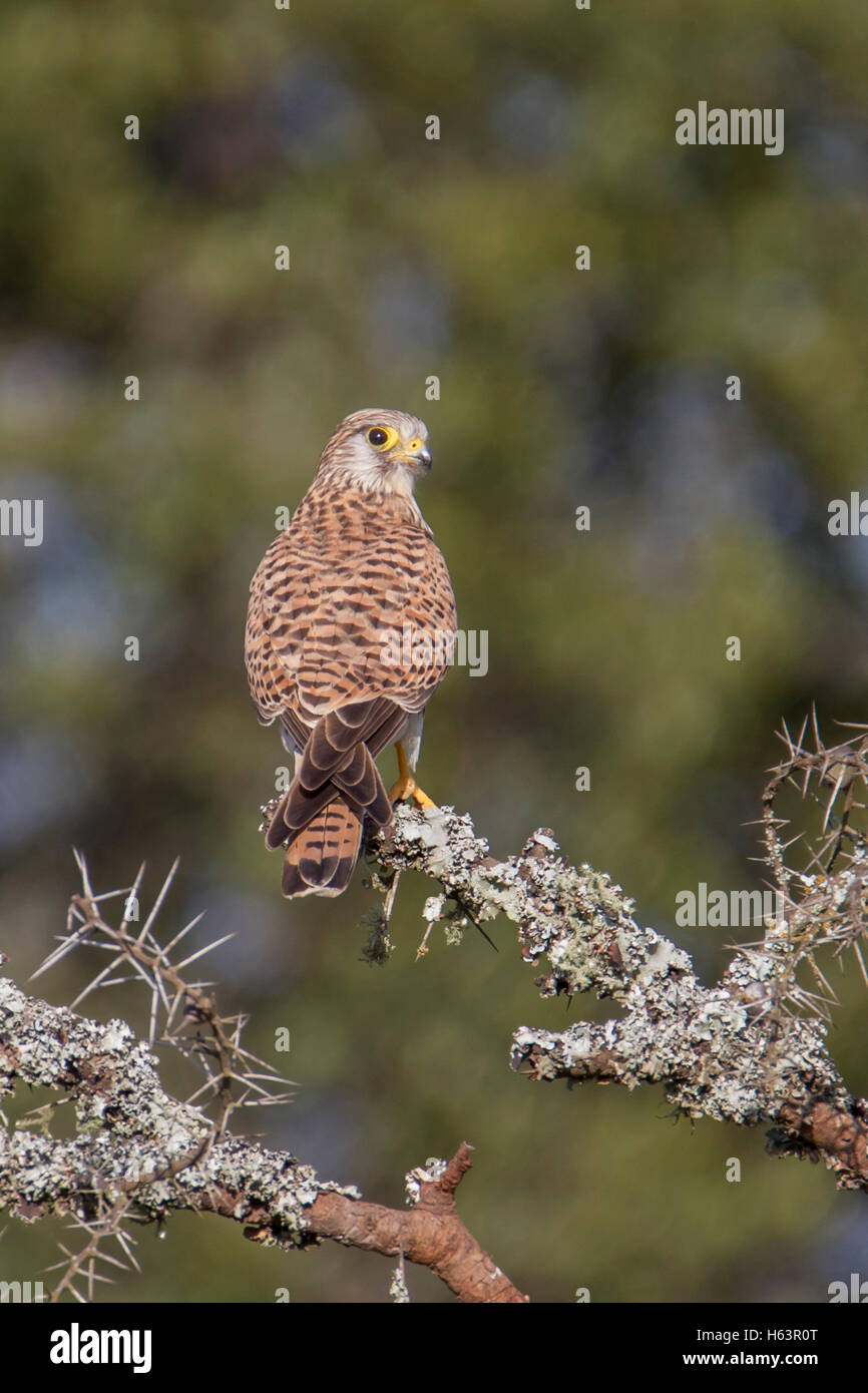 Back view kestrel hi-res stock photography and images - Alamy