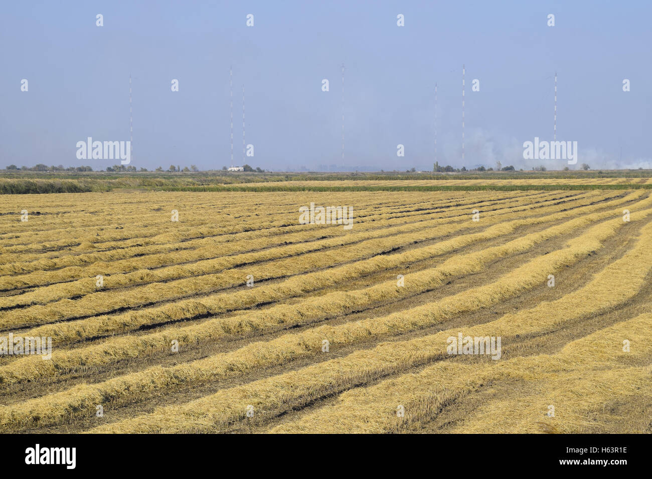 Fodder cutting machine hi-res stock photography and images - Alamy