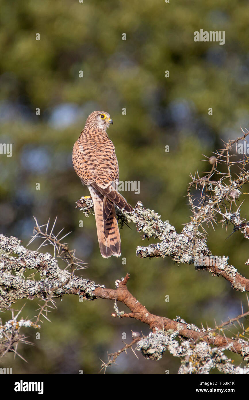 common kestrel Falco tinnunculus Laikipia Kenya Africa perched on an ...