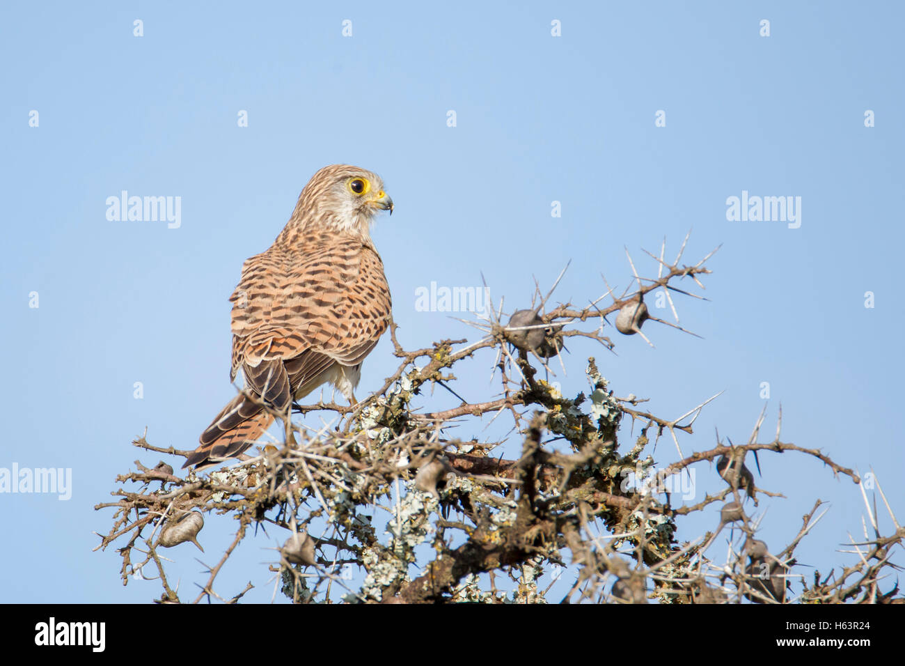 Back view kestrel hi-res stock photography and images - Alamy
