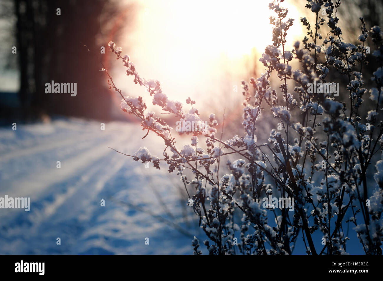 thorn in the snow Stock Photo - Alamy