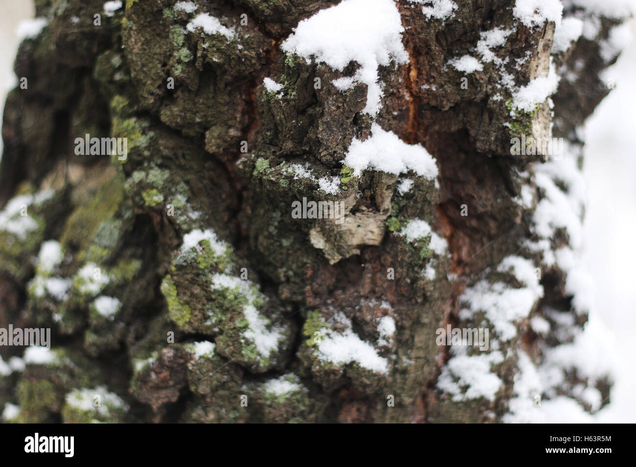 tree bark winter Stock Photo - Alamy