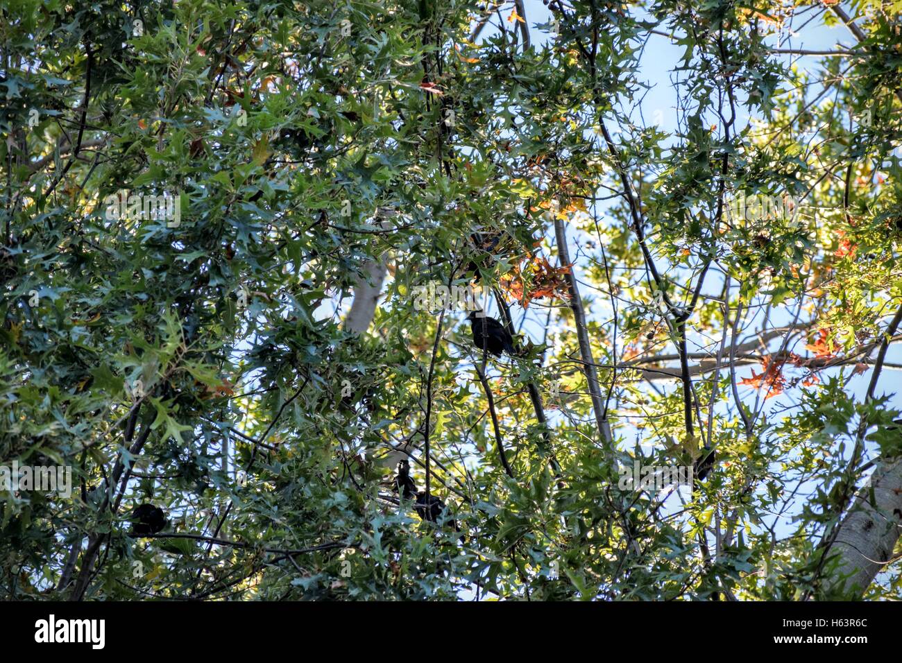 Birds resting hi-res stock photography and images - Alamy