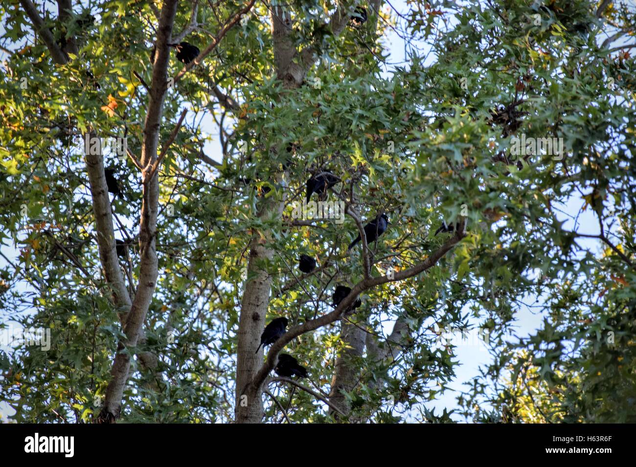 Birds with tree hi-res stock photography and images - Alamy