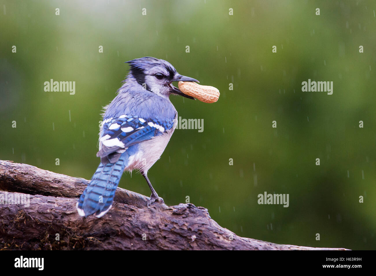 American blue jay (Cyanocitta cristata) in autumn with peanut Stock ...