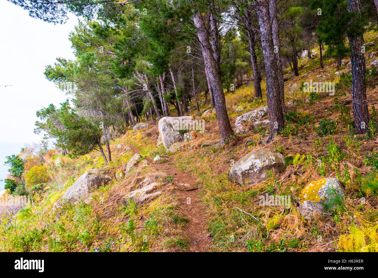 Landscape with trees and stones Stock Photo - Alamy