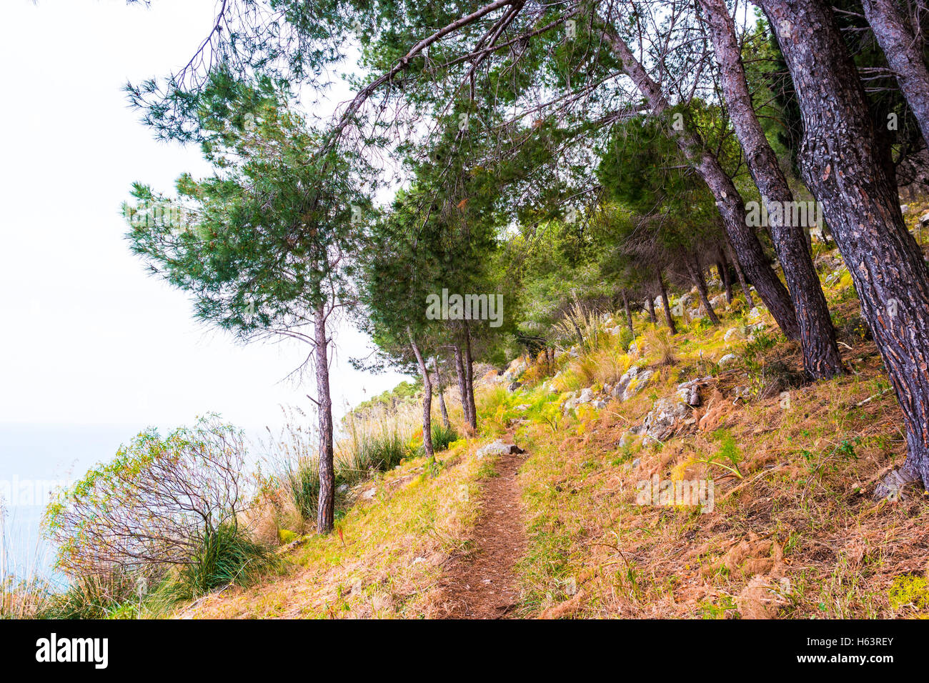 Landscape with trees and stones Stock Photo - Alamy