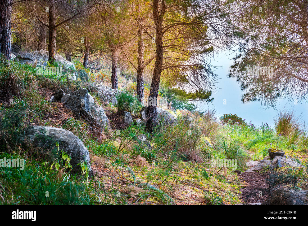 Landscape with trees and stones Stock Photo - Alamy