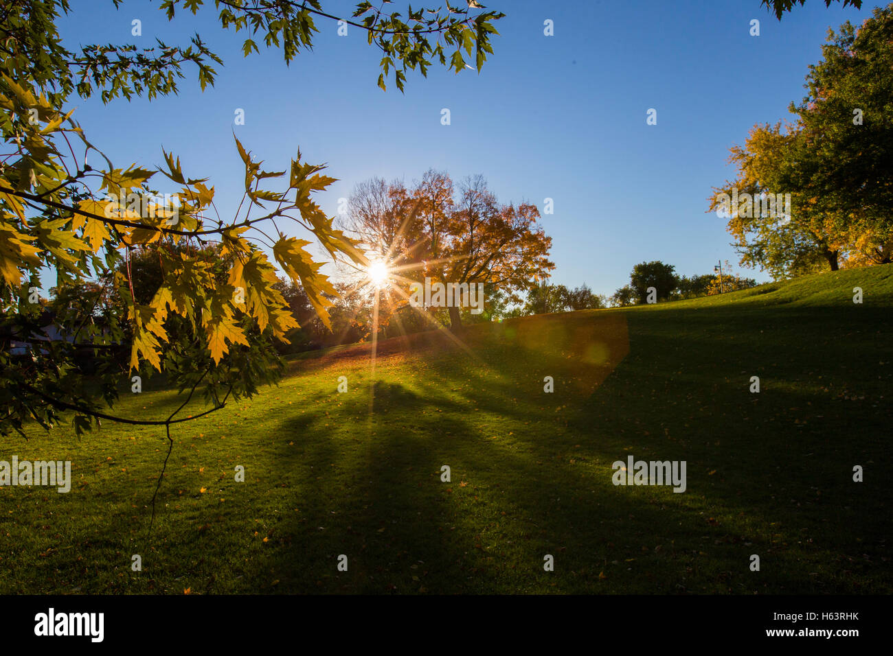 Old growth sugar maple tree hi-res stock photography and images - Alamy