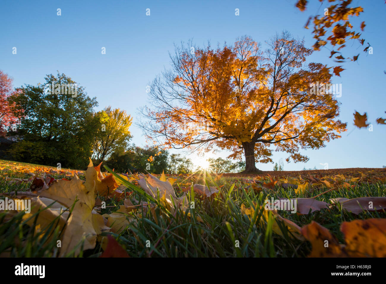 Old Sugar maple in spectacular October sunset Stock Photo - Alamy