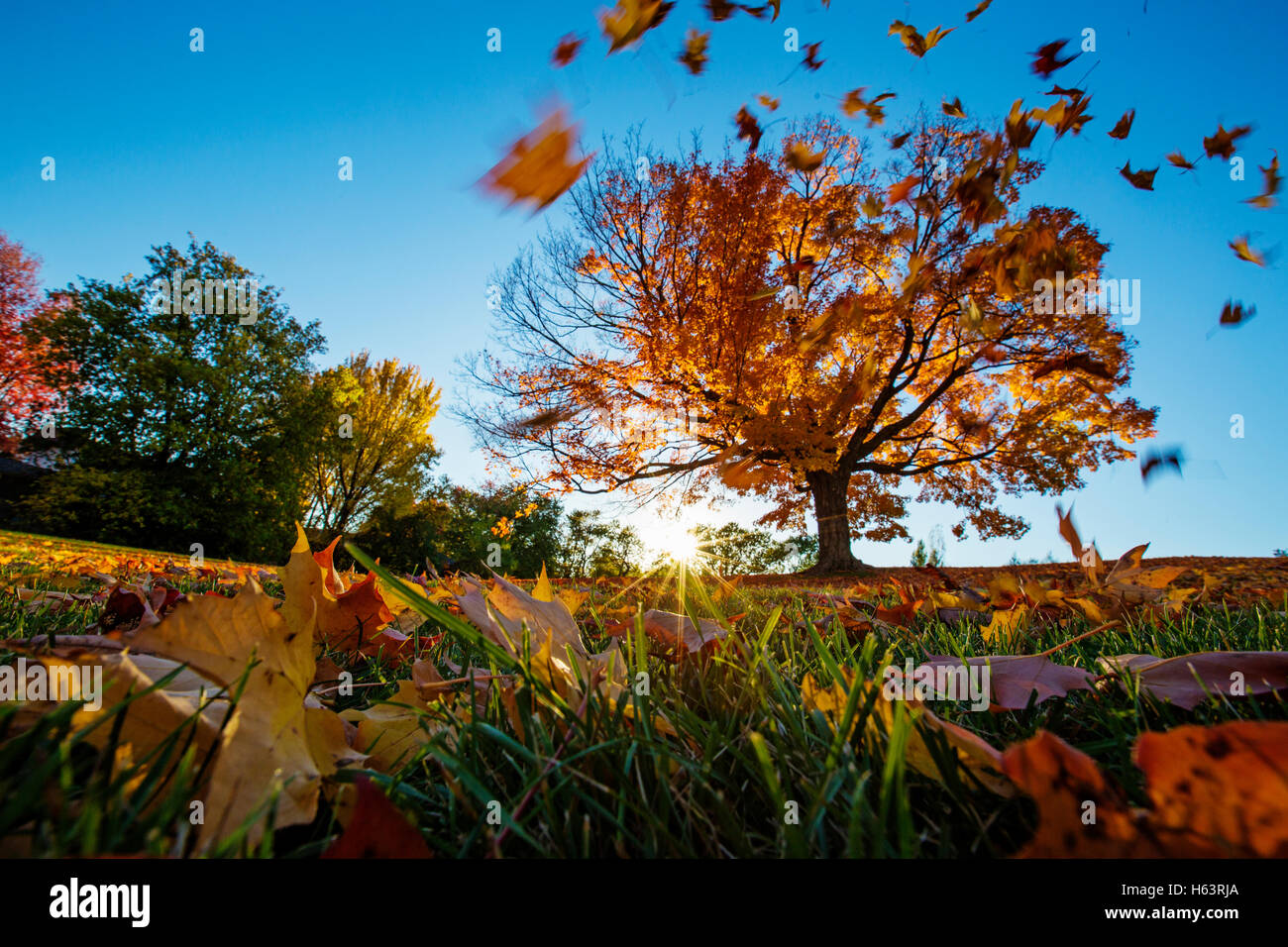 Old growth sugar maple tree hi-res stock photography and images - Alamy