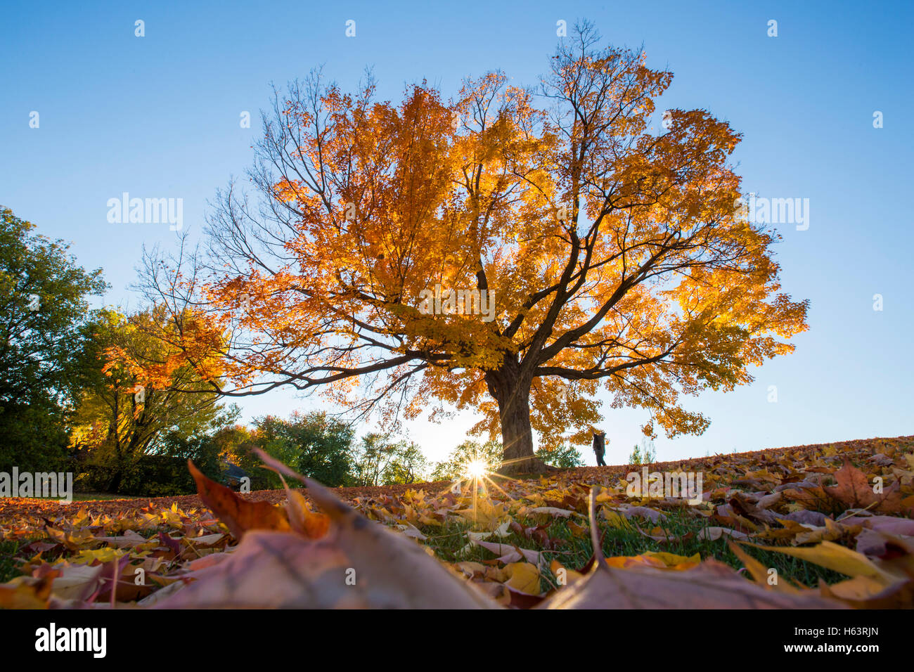 Old Sugar maple in spectacular October sunset Stock Photo - Alamy