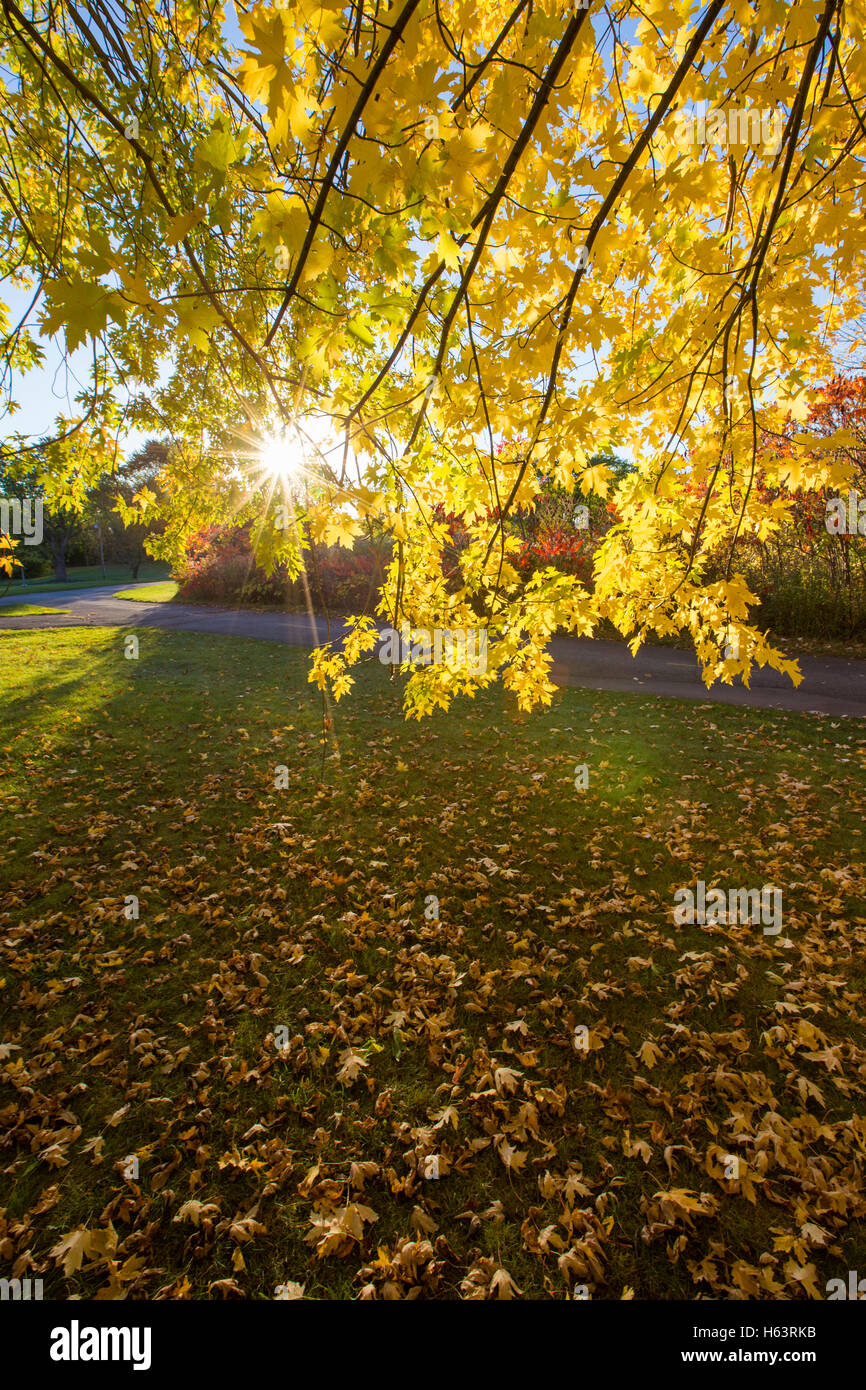 Old growth sugar maple tree hi-res stock photography and images - Alamy