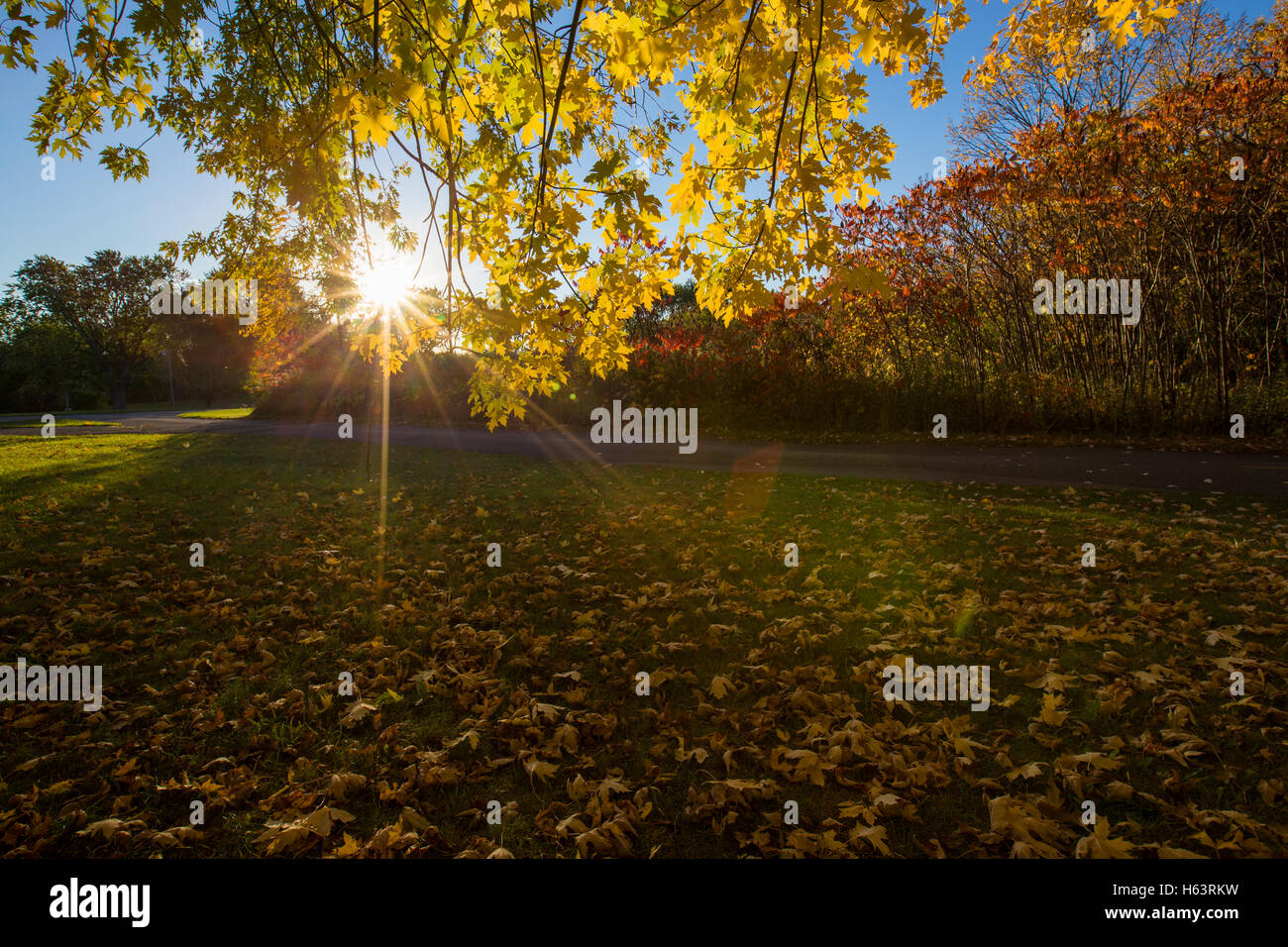 Old growth sugar maple tree hi-res stock photography and images - Alamy