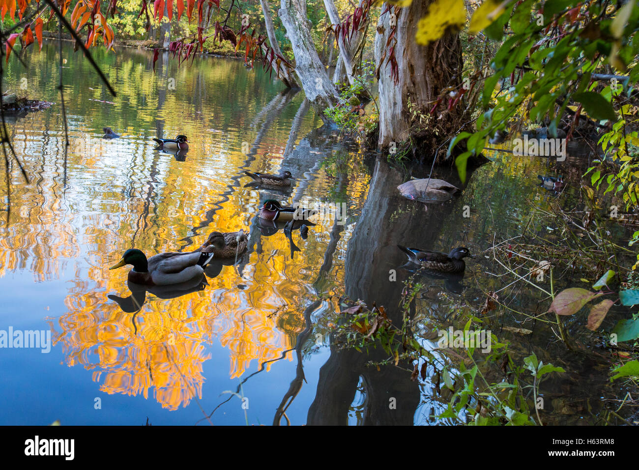 Small pond reflection in colorful Canadian autumn with ducks Stock ...