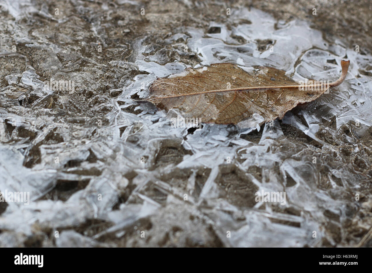 crust of ice on a puddle of leaves Stock Photo - Alamy