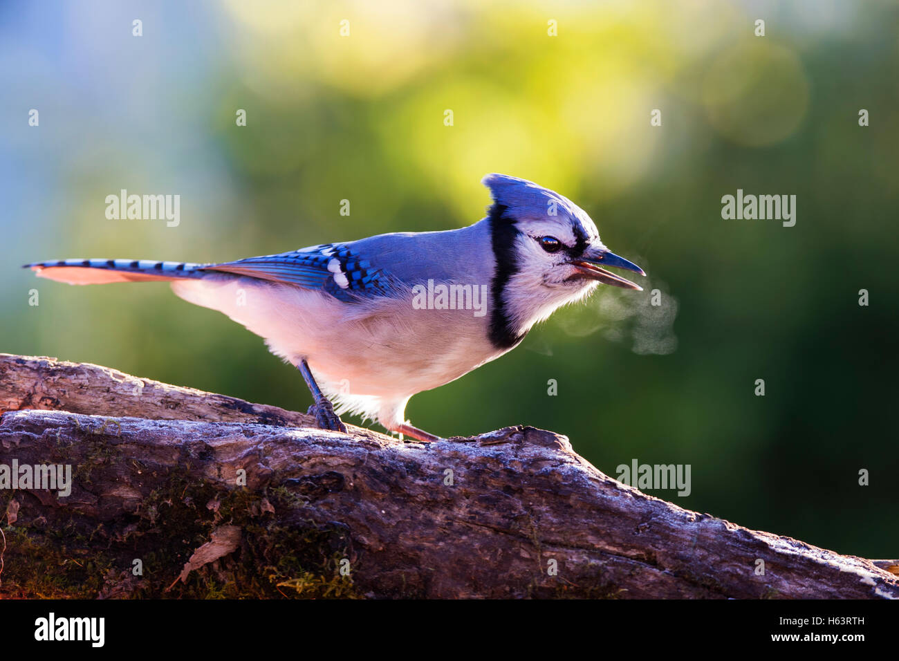 American blue jay (Cyanocitta cristata) in autumn with peanut Stock ...
